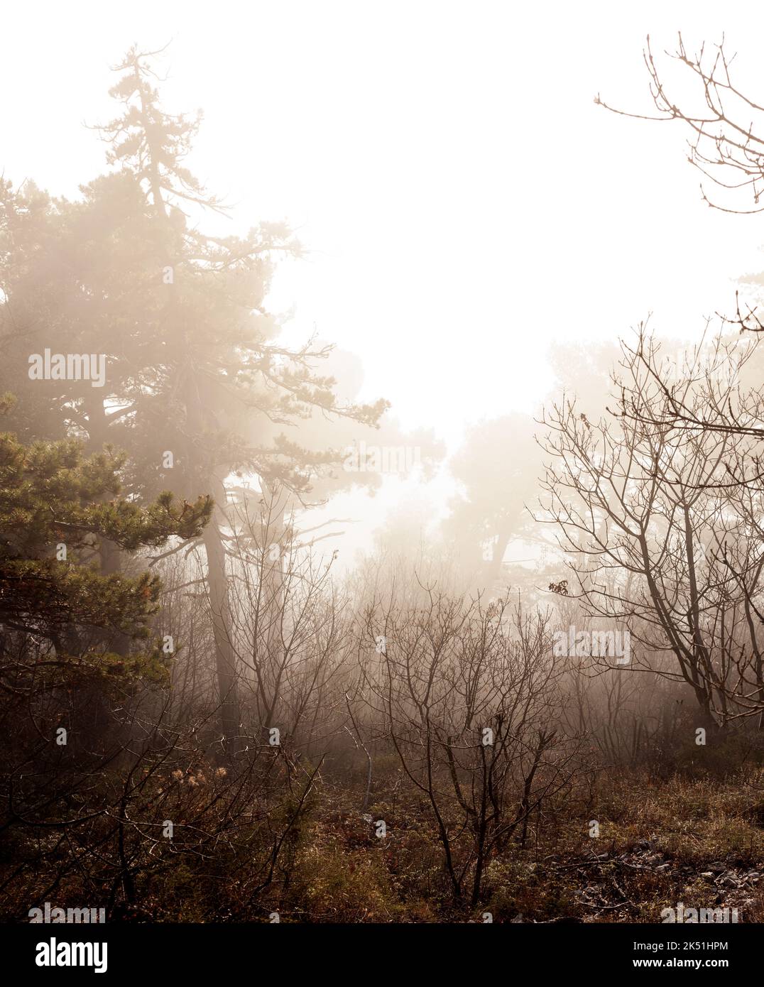 Sunlight falls into misty wood in the Napoleonica path, Trieste. Italy ...