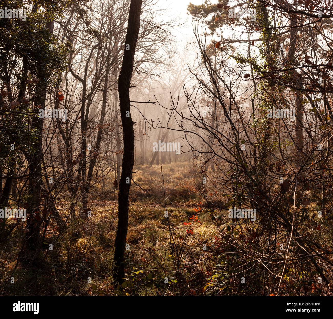 Sunlight falls into misty wood in the Napoleonica path, Trieste. Italy ...