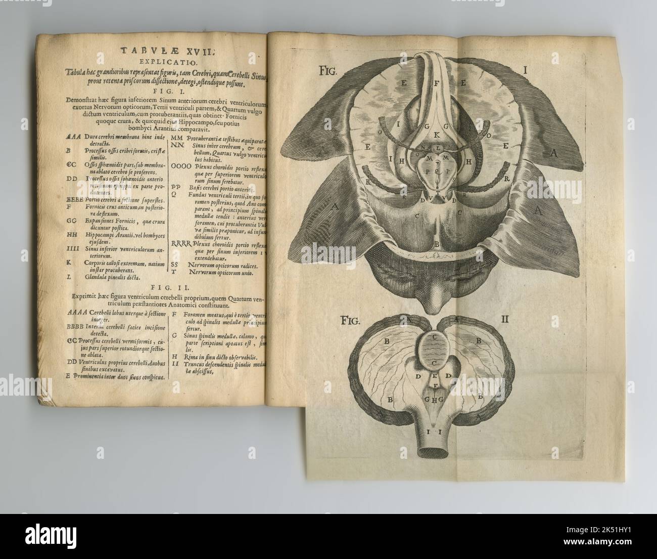 Yellowed anatomy book. An old anatomy book with its pages on display ...