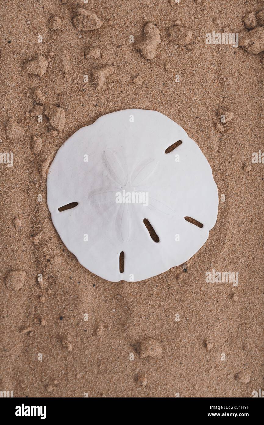 White sand dollar. Beach and holiday concept image set against sand ...