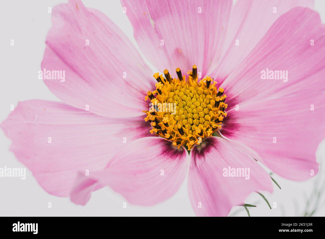 The close-up view of a Garden Cosmos flower head before the white ...