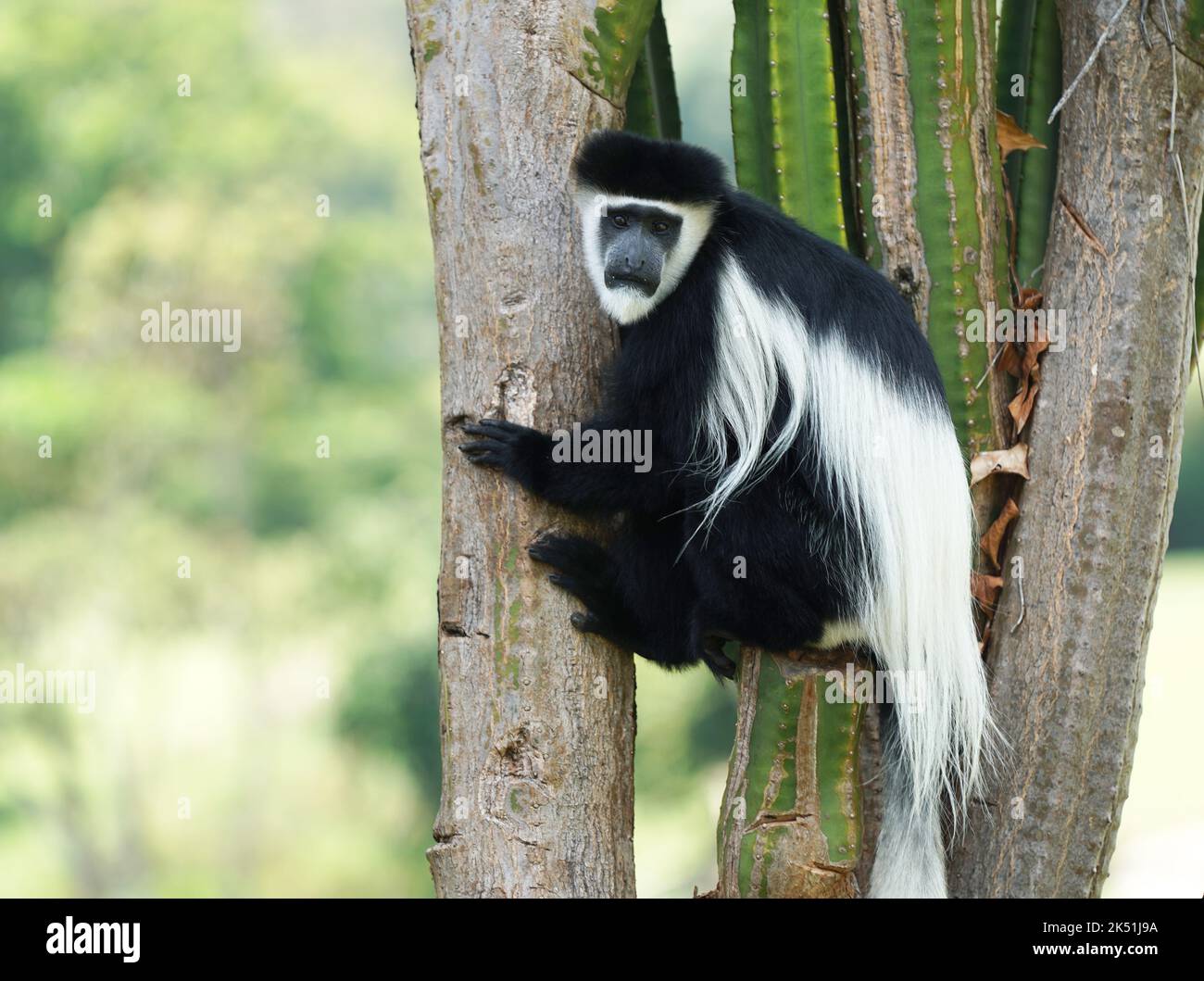 Nyeri, Kenya. 5th Oct, 2022. A Guereza monkey (Colobus Guereza) is seen ...