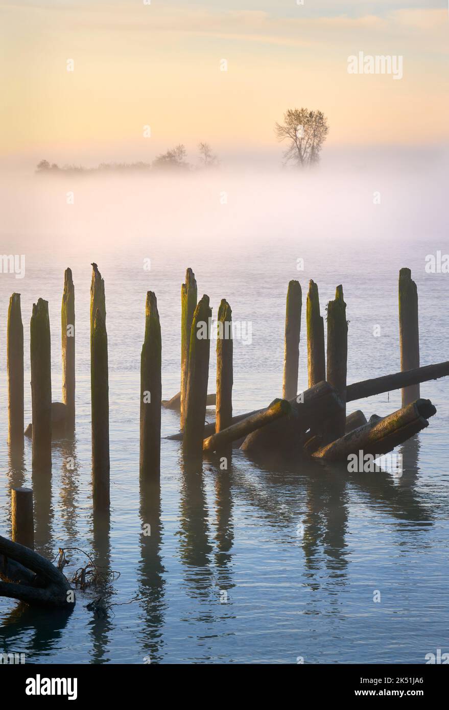 Fraser River Fog and Pilings. Fog rising over the Fraser River in the ...