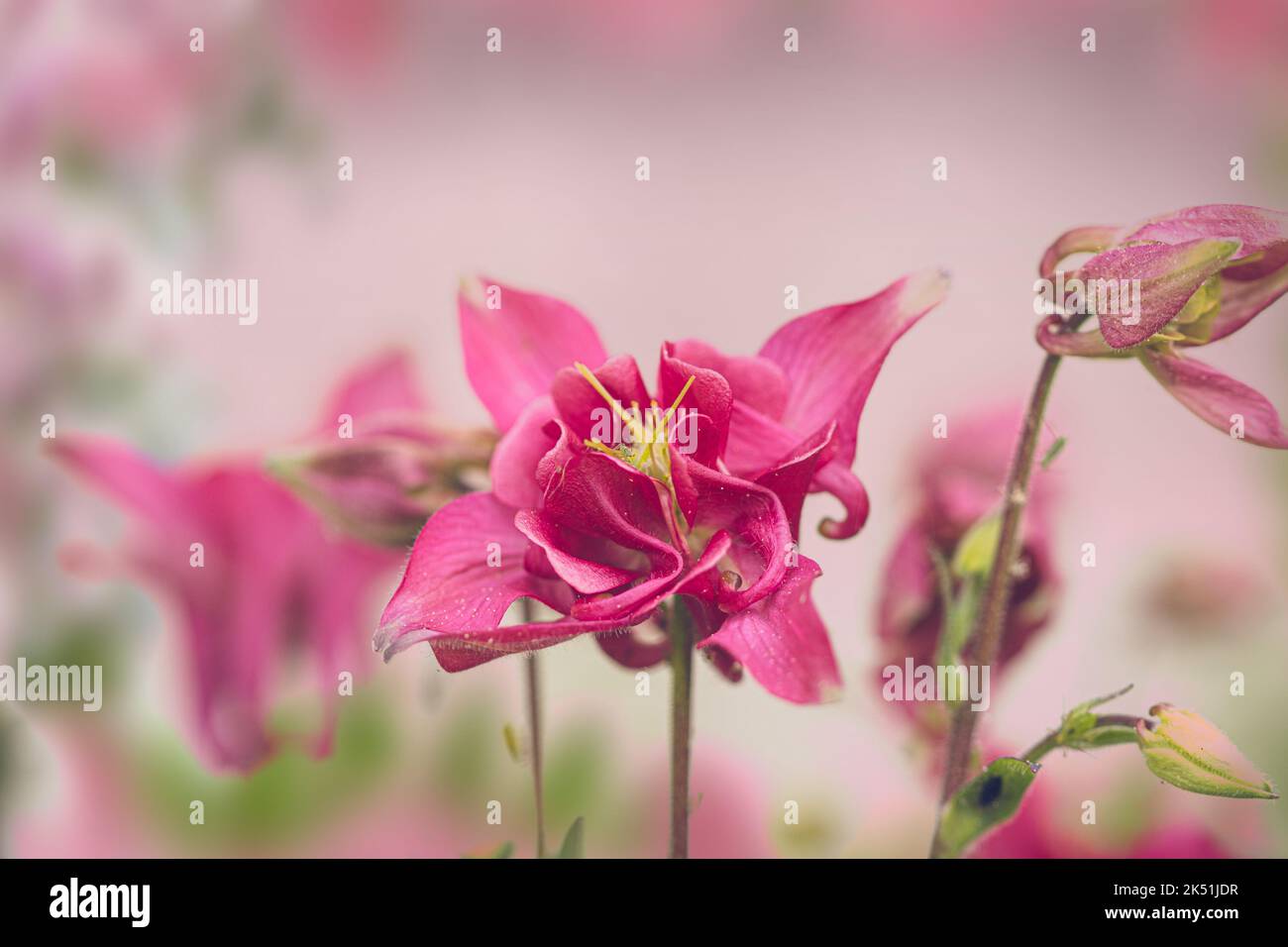 The close-up view of pink Common columbines blooming heads Stock Photo ...