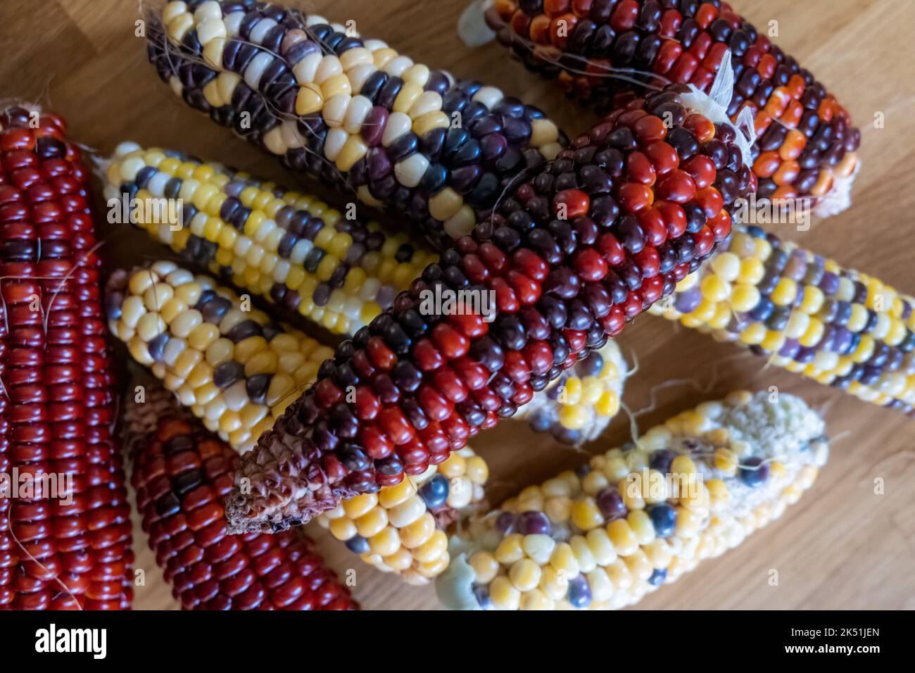 Coloured corn on the cob hi-res stock photography and images - Alamy