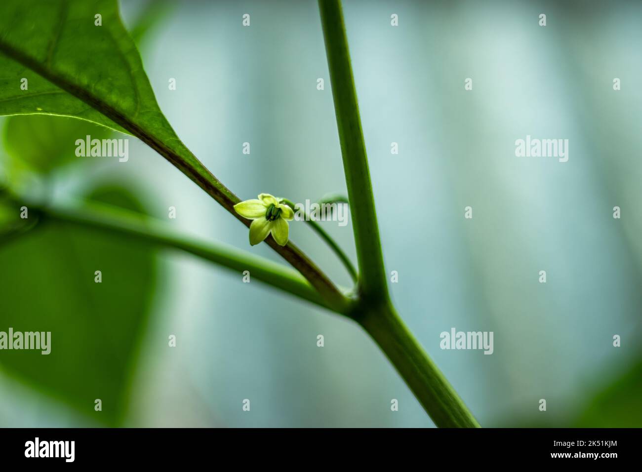 Pinching pepper plants is when you remove the buds and flowers on ...