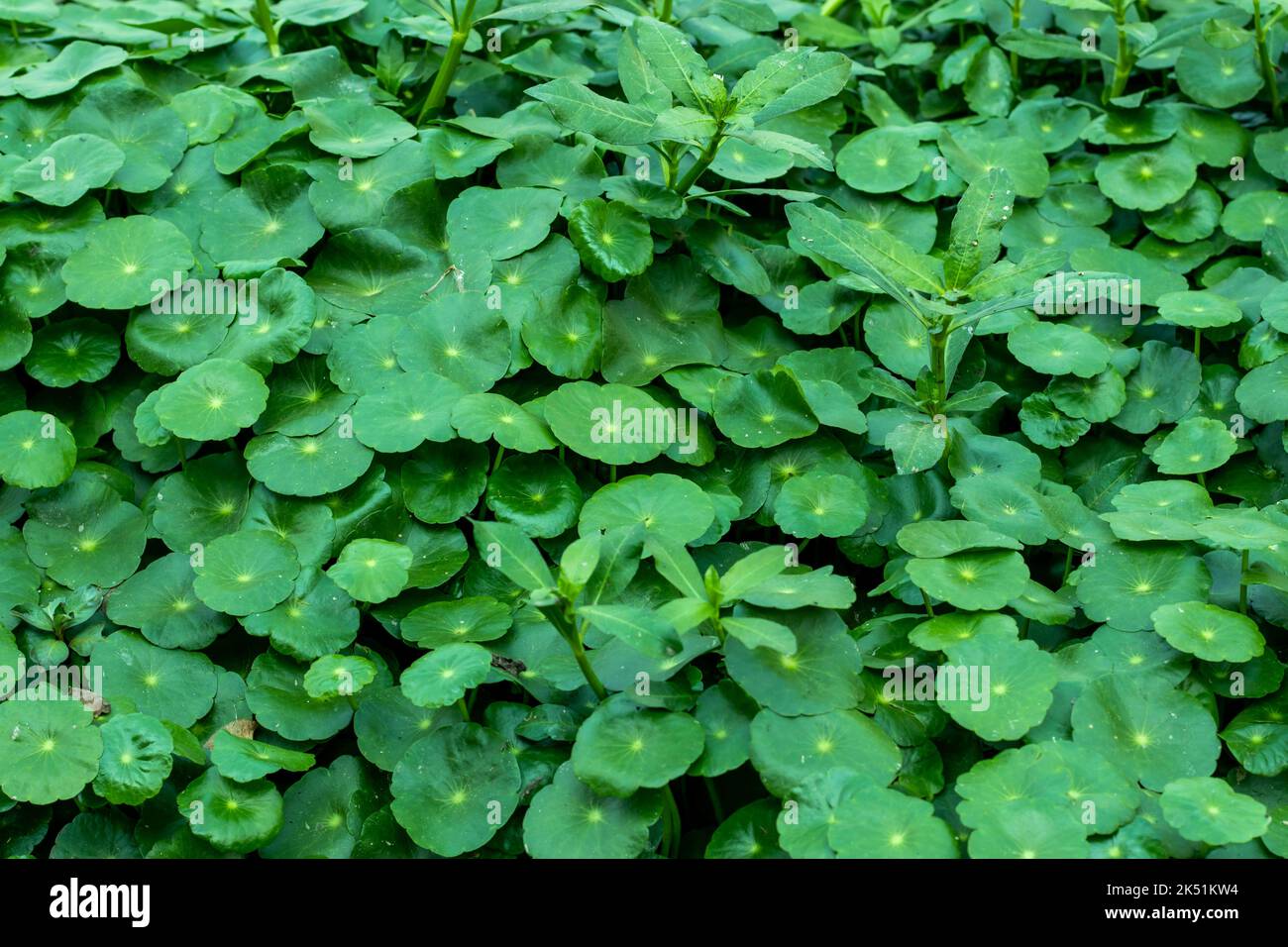 Water Pennywort is a strongly aromatic herb with weak threadlke stems ...
