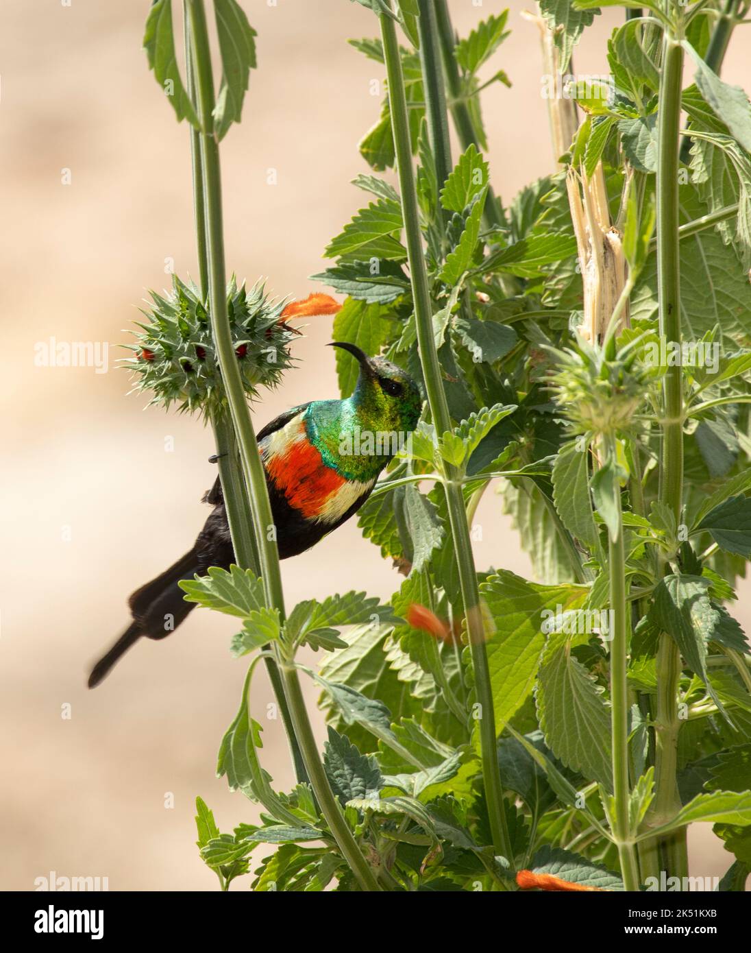 The male Beautiful Sunbird is a vivid array of colours during the ...