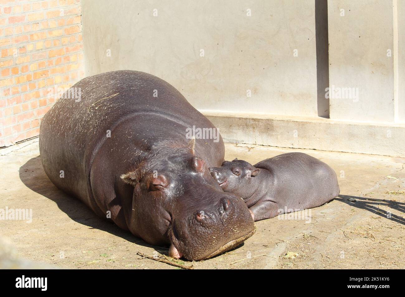 A big hippo with its baby in the zoo Stock Photo - Alamy