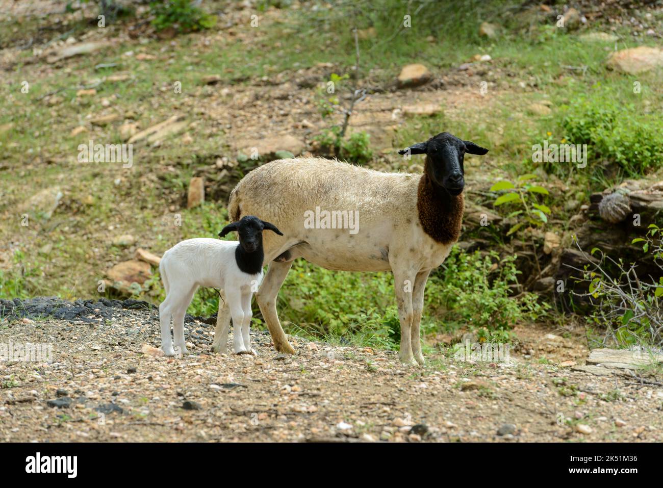 Dorper sheep with cub in the Caatinga biome, Cariri region, Cabaceiras ...