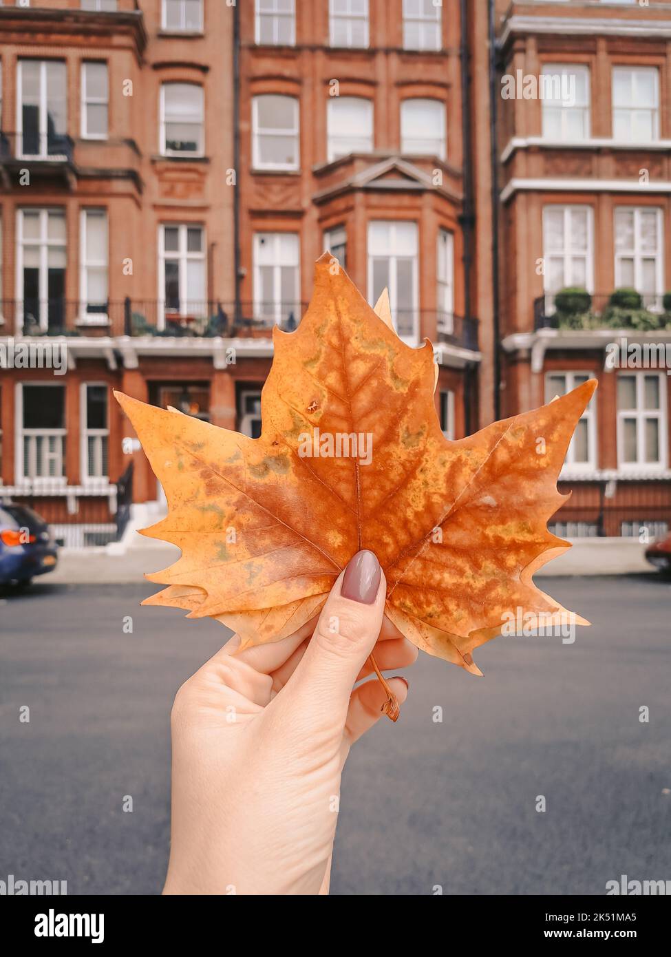 Orange autumn leaves on the London streets, fall season Stock Photo - Alamy