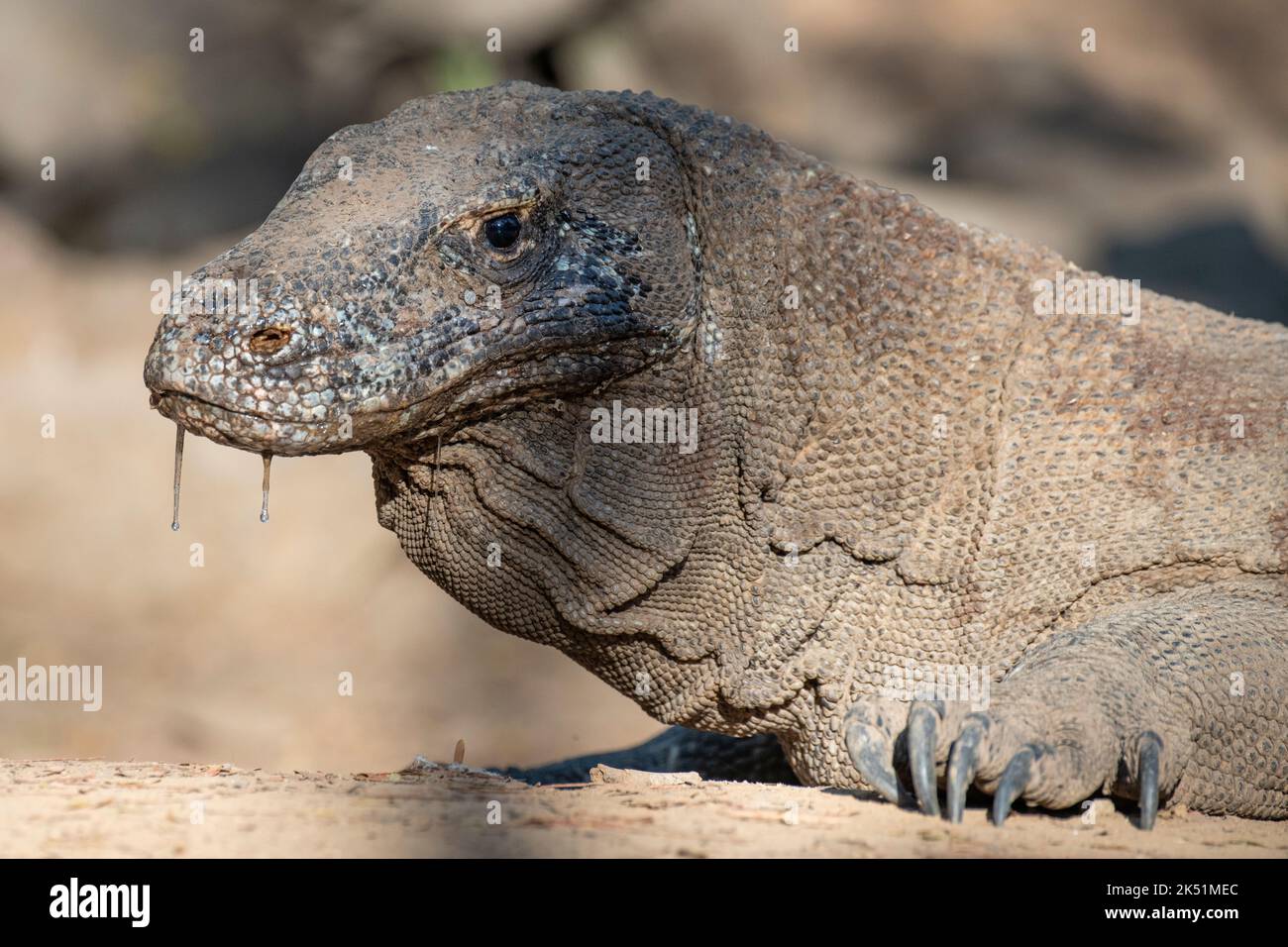Indonesia, Komodo Island, Komodo National Park, Loh Liang. Komodo ...