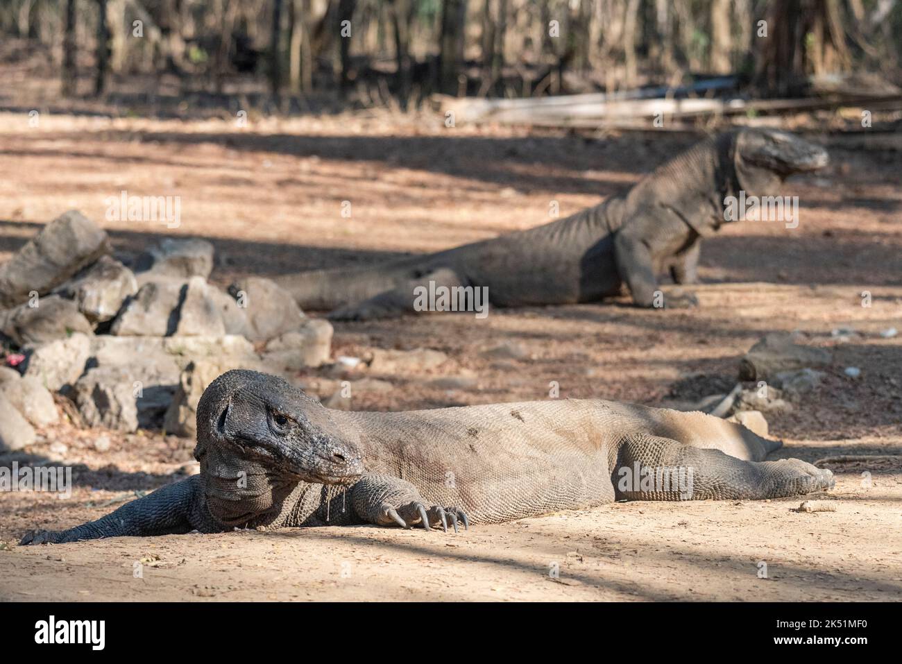 Indonesia, Komodo Island, Komodo National Park, Loh Liang. Two Komodo ...