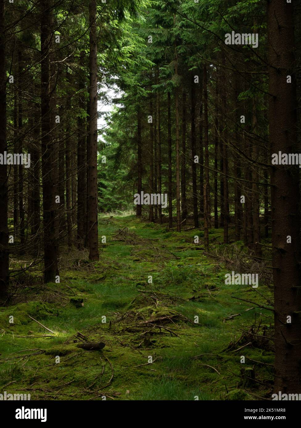 A scenic vertical view of a mysterious evergreen forest with tall trees ...