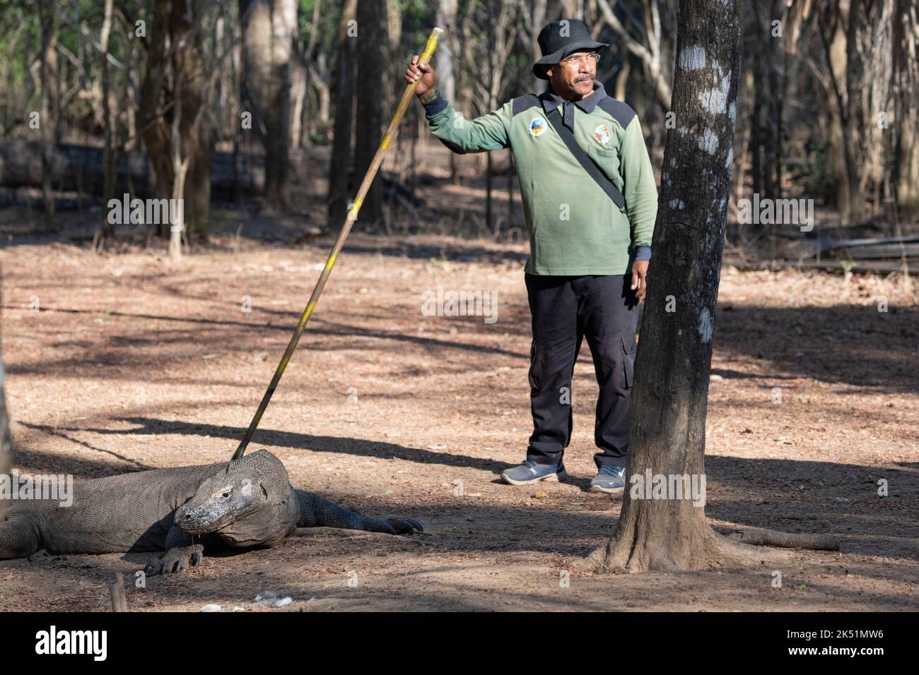 Indonesia, Komodo Island, Komodo National Park, Loh Liang. Komodo ...