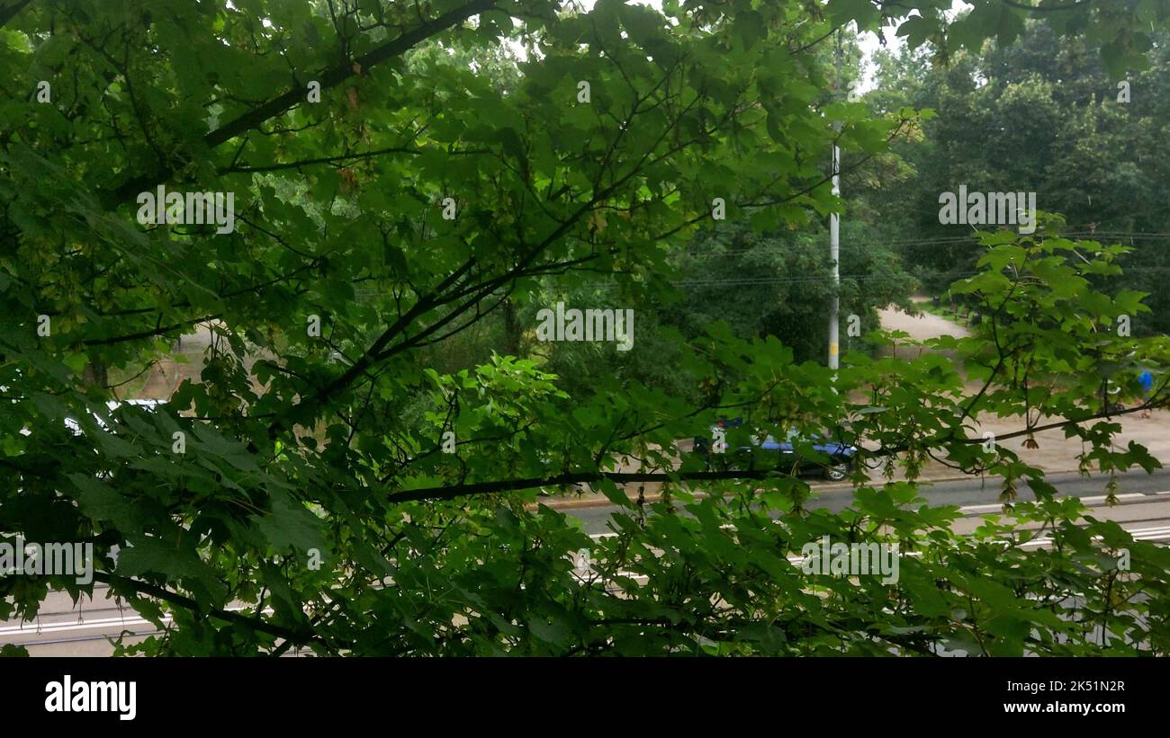 A beautiful view of a tree in green foliage outside the window Stock ...