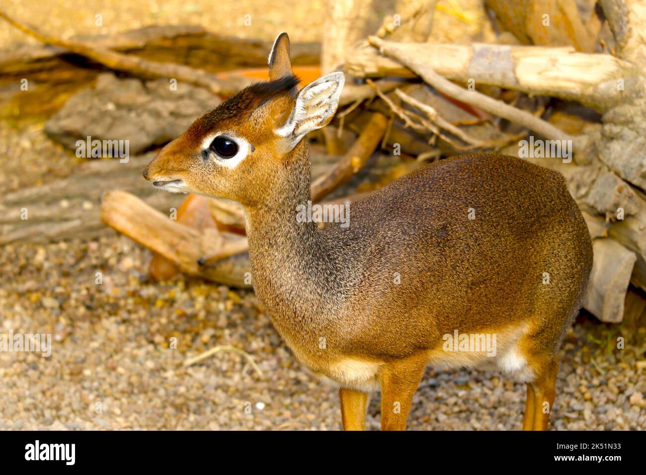 A closeup portrait of a small antelope Dik-dik in the wild Stock Photo ...