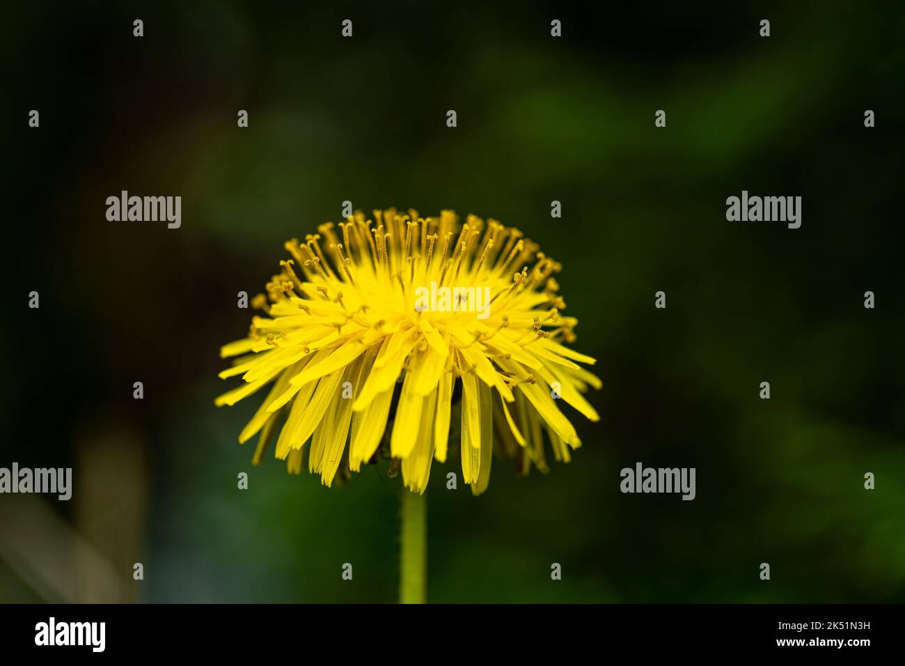 Dandelion in the grass. Yellow dandelion flower. Green grass. Close-up ...
