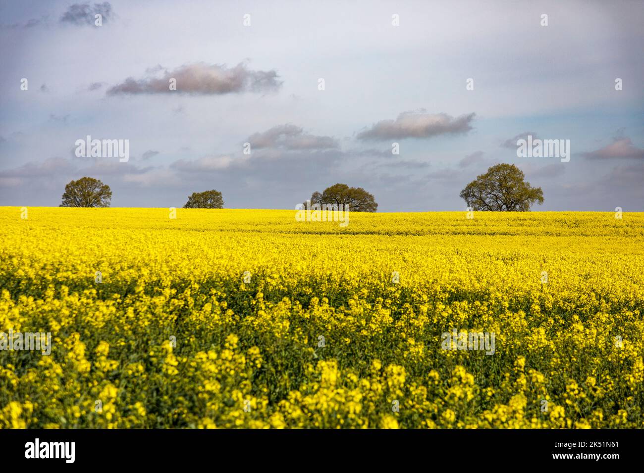 Fields of rapeseed in bloom Stock Photo - Alamy