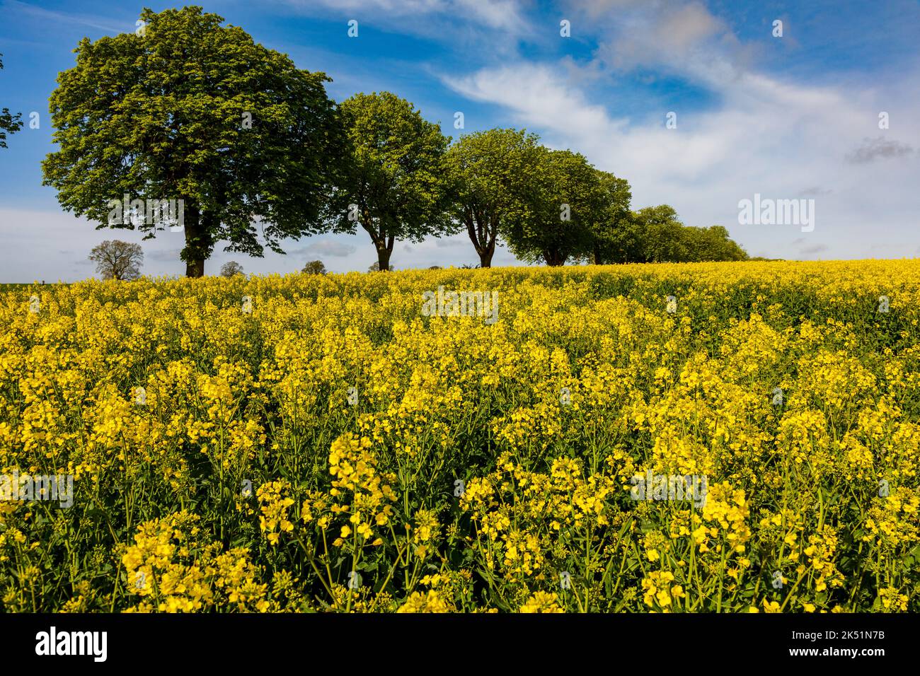 Fields of rapeseed in bloom Stock Photo - Alamy