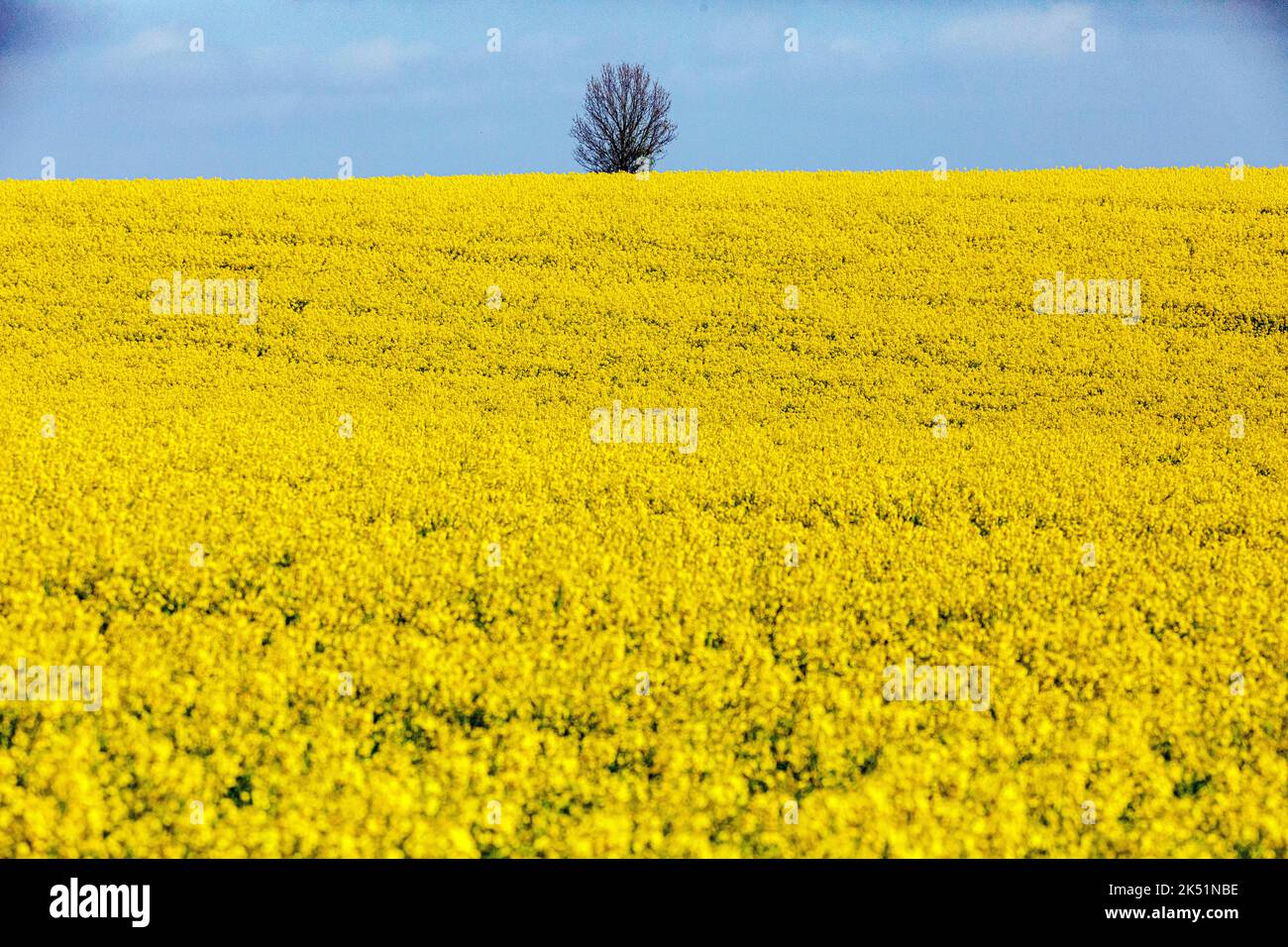 Fields of rapeseed in bloom Stock Photo - Alamy