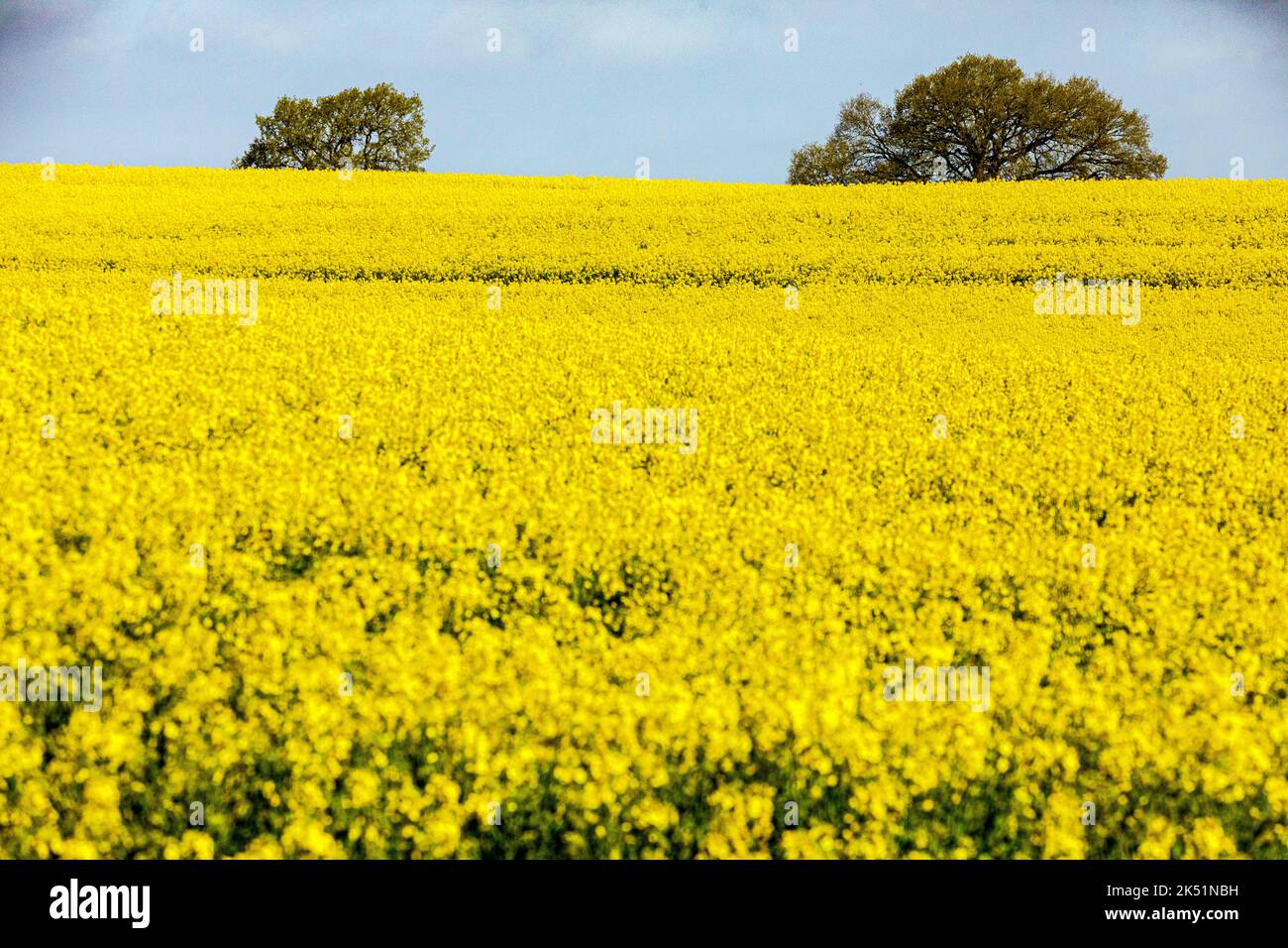 Fields of rapeseed in bloom Stock Photo - Alamy