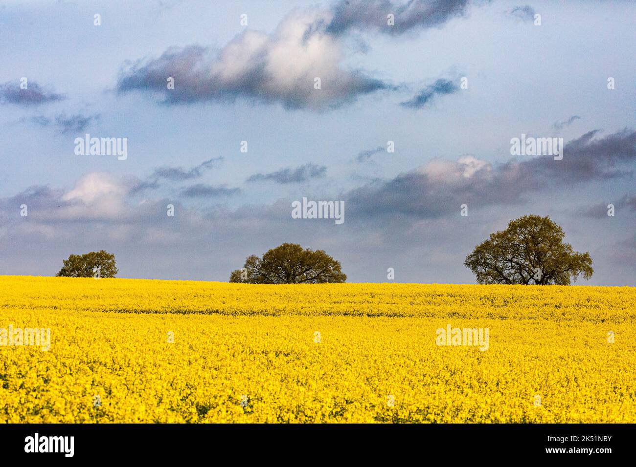 Fields of rapeseed in bloom Stock Photo - Alamy