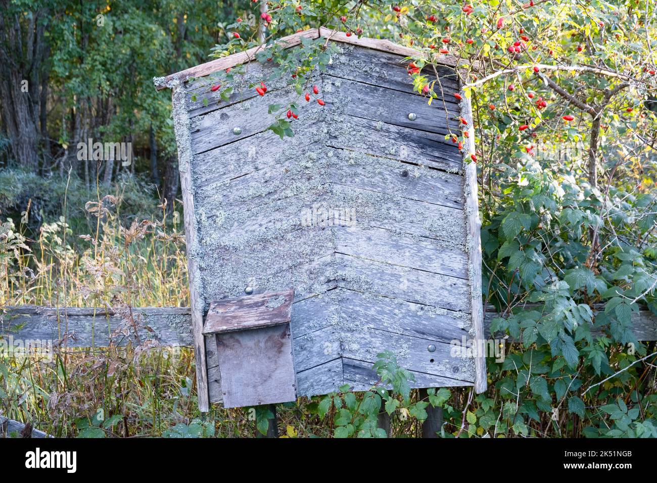 An old overgrown letter collection box during Åutumn in the Åland ...