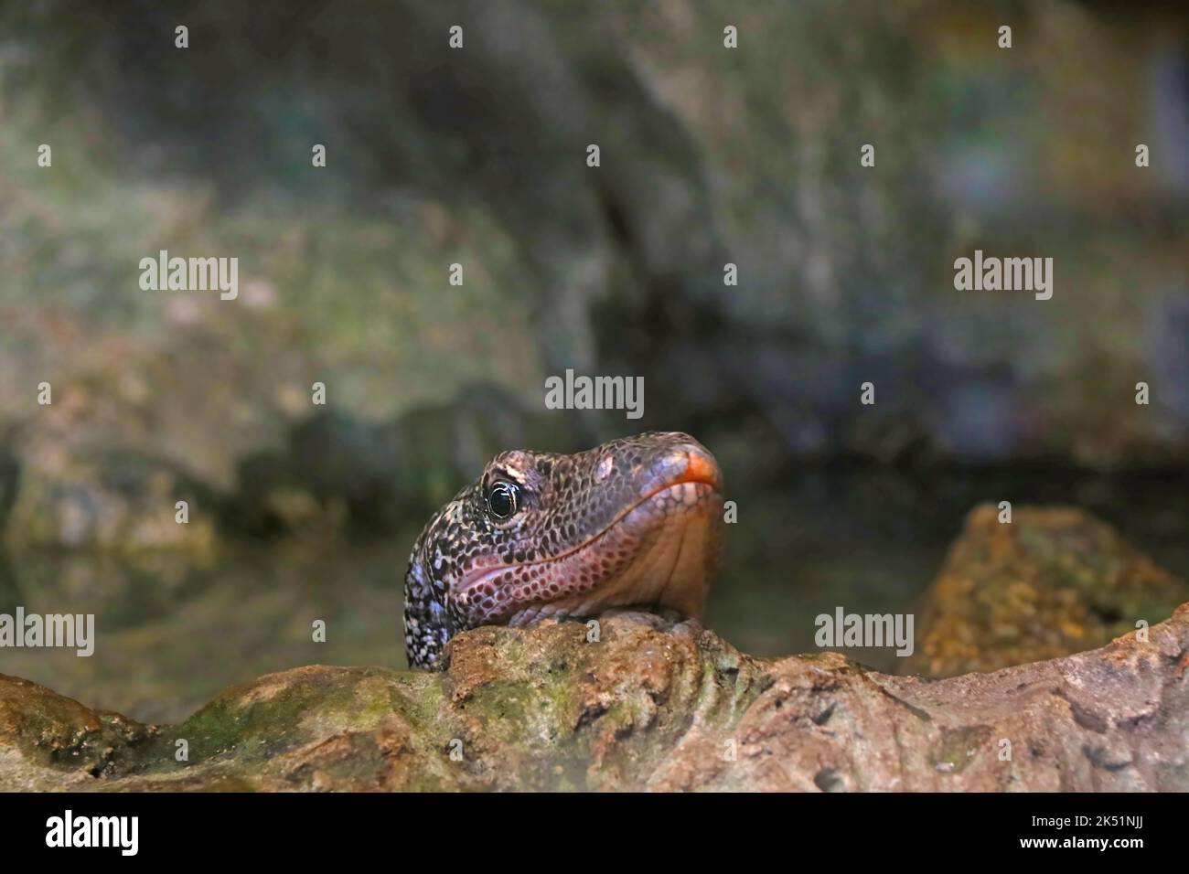 The head of a lizard hi-res stock photography and images - Alamy