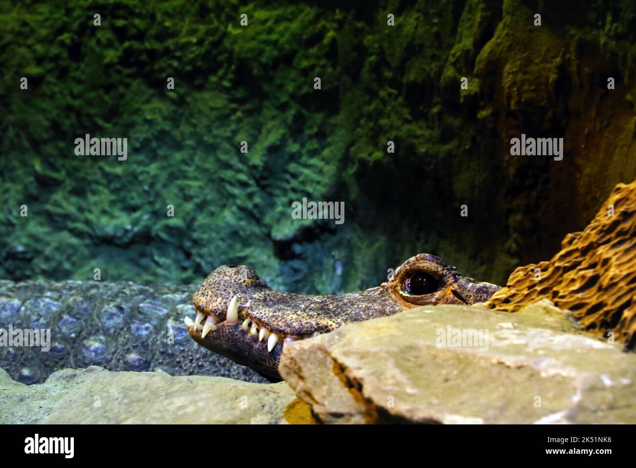 A close-up of the jaw of a crocodile Stock Photo - Alamy