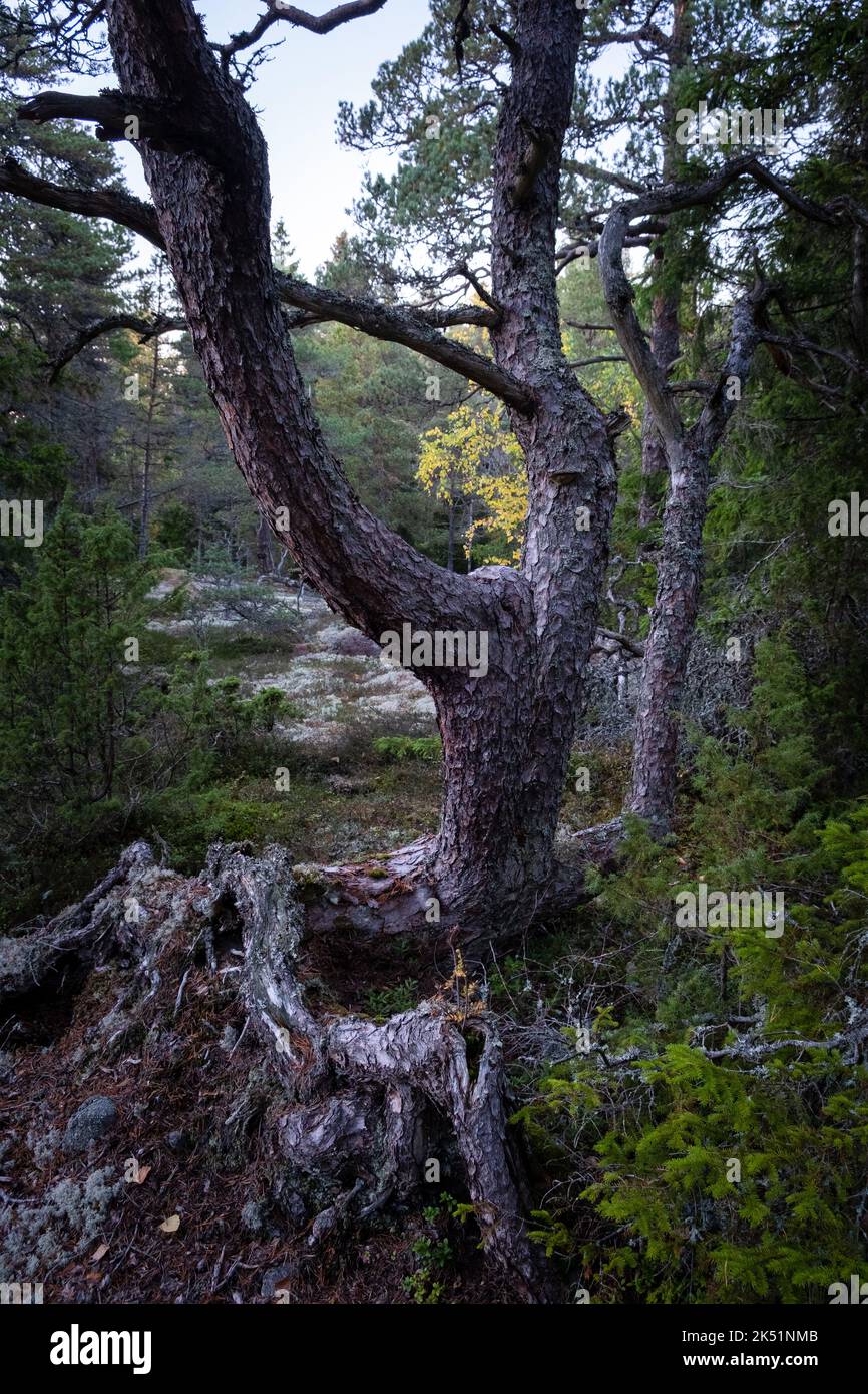 Roots growing into rock hi-res stock photography and images - Alamy