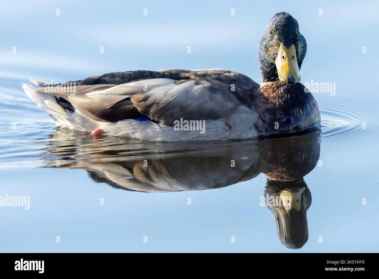(Ottawa, Canada---04 October 2022) Mallard duck at Andrew Hayden Park ...
