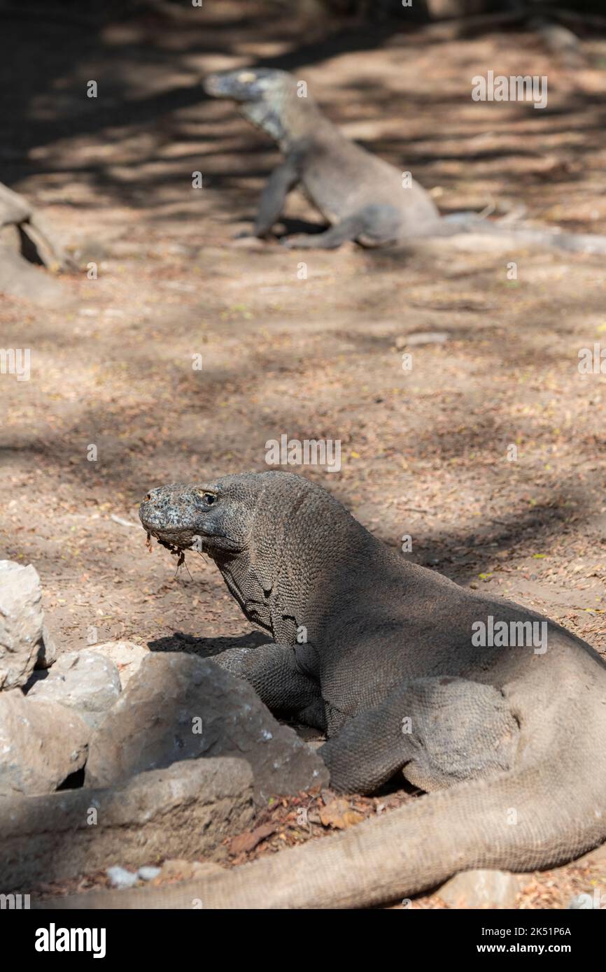 Indonesia, Komodo Island, Komodo National Park, Loh Liang. Two Komodo ...