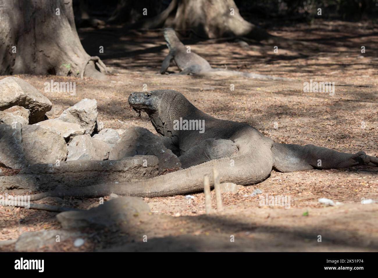 Indonesia, Komodo Island, Komodo National Park, Loh Liang. Two Komodo ...