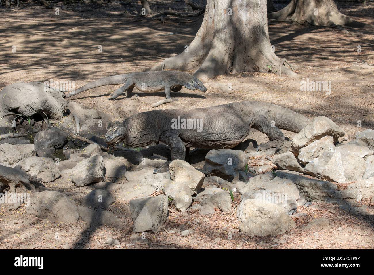 Indonesia, Komodo Island, Komodo National Park, Loh Liang. Two Komodo ...