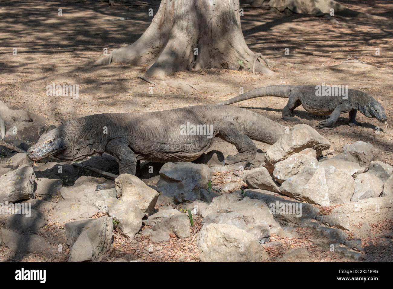 Indonesia, Komodo Island, Komodo National Park, Loh Liang. Two Komodo ...