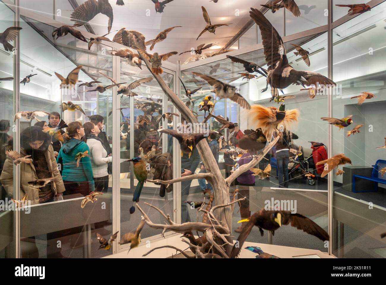 Royal taxidermy collection hi-res stock photography and images - Alamy