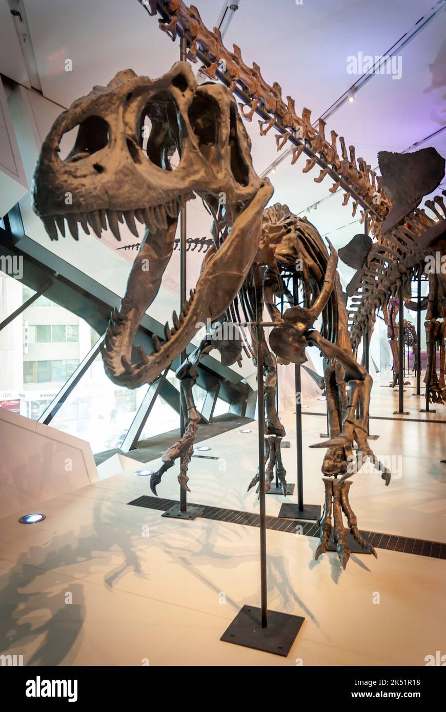 Dinosaur exposition in Royal Ontario Museum, Toronto Stock Photo - Alamy