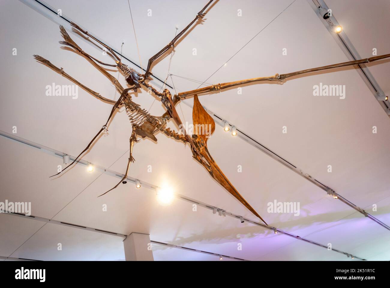Dinosaur exposition in Royal Ontario Museum, Toronto Stock Photo - Alamy