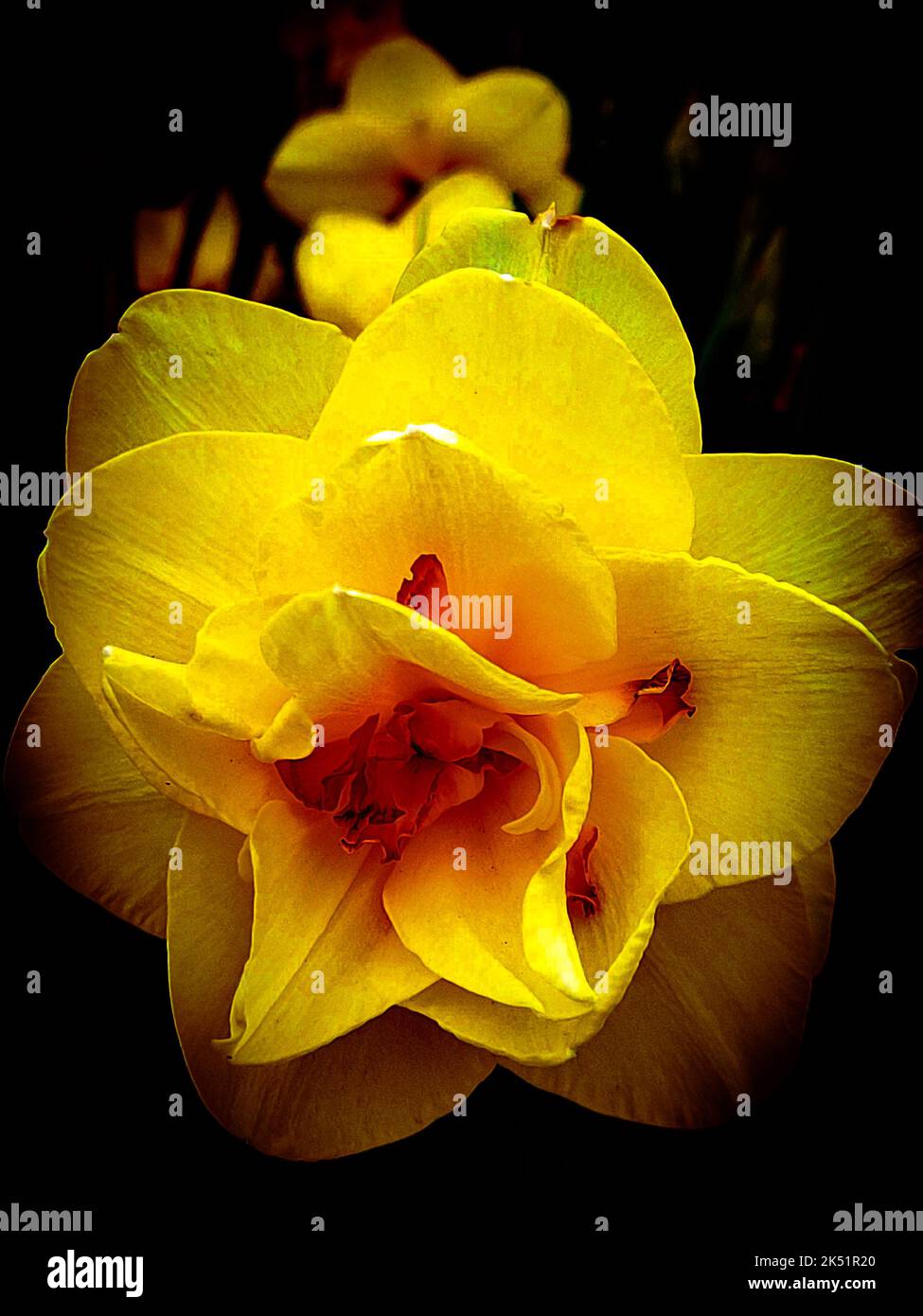A macro of a yellow daffodil Stock Photo - Alamy