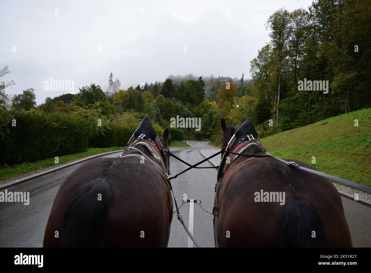 A back view of brown horses walking on the road Stock Photo - Alamy