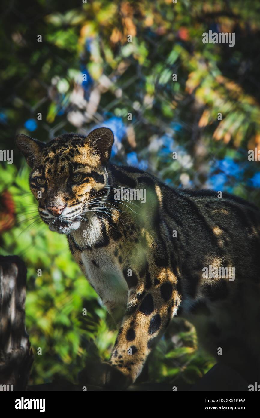 Formosan Clouded Leopard