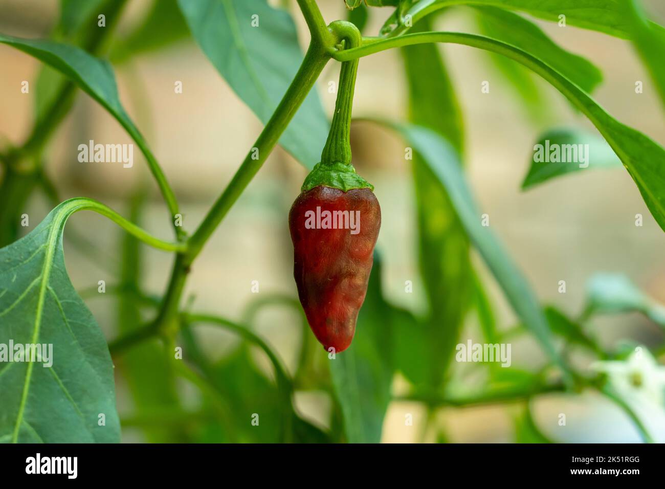 Savina pepper hi-res stock photography and images - Alamy