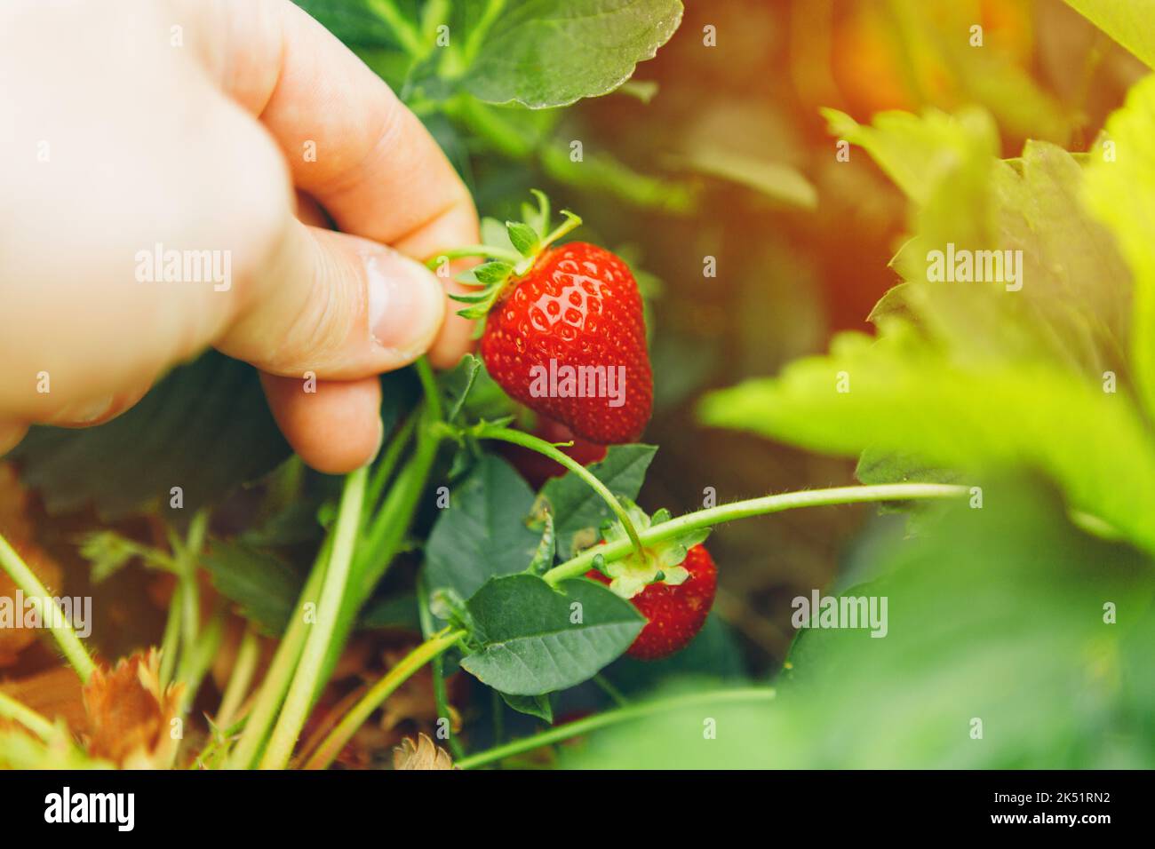 Male hand holding a strawberry hang on a strawberry plant in a field ...