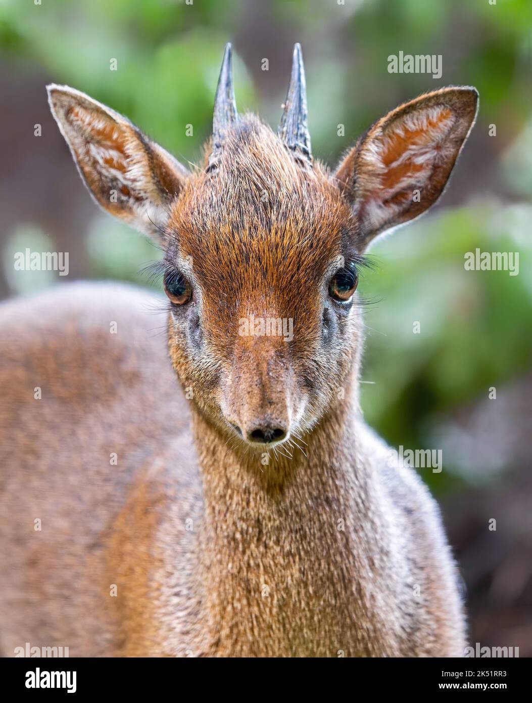 Frontal view of a Kirk's dik-dik (Madoqua kirkii Stock Photo - Alamy
