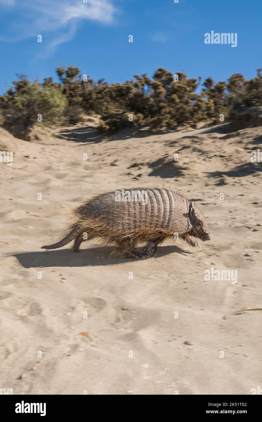 Armadillo in desert environment, Peninsula Valdes, Unesco World ...