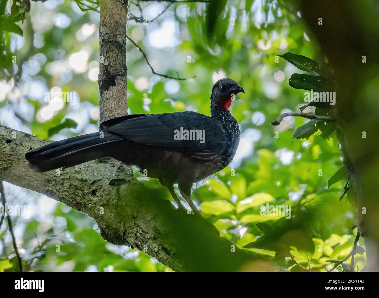 A wild Marail Guan (Penelope marail) standing on a branch. Amazonas ...