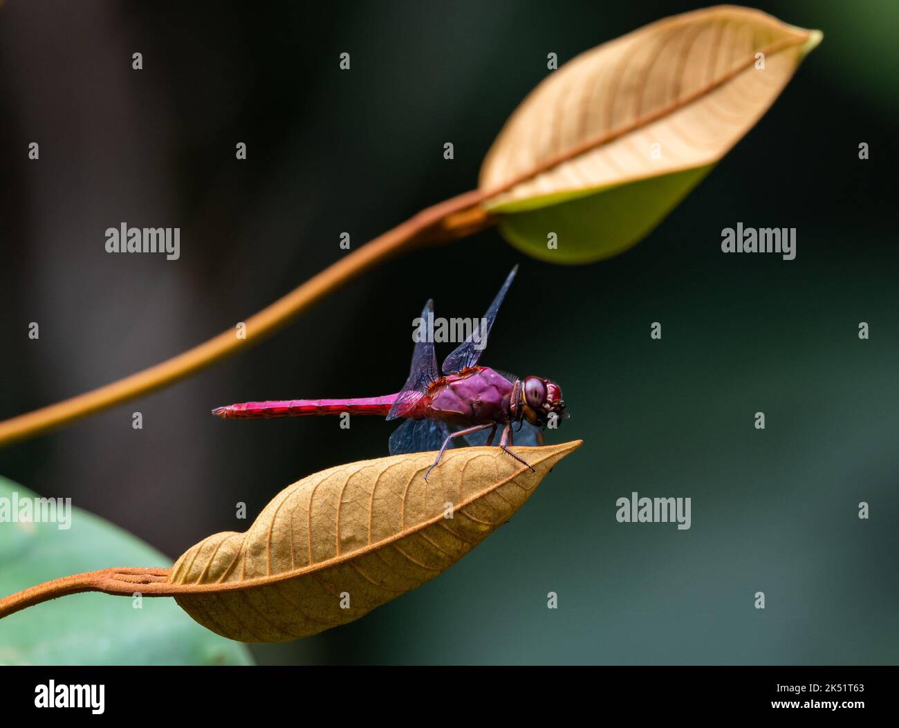 A Carmine skimmer dragonfly (Orthemis discolor) in tropical forest ...