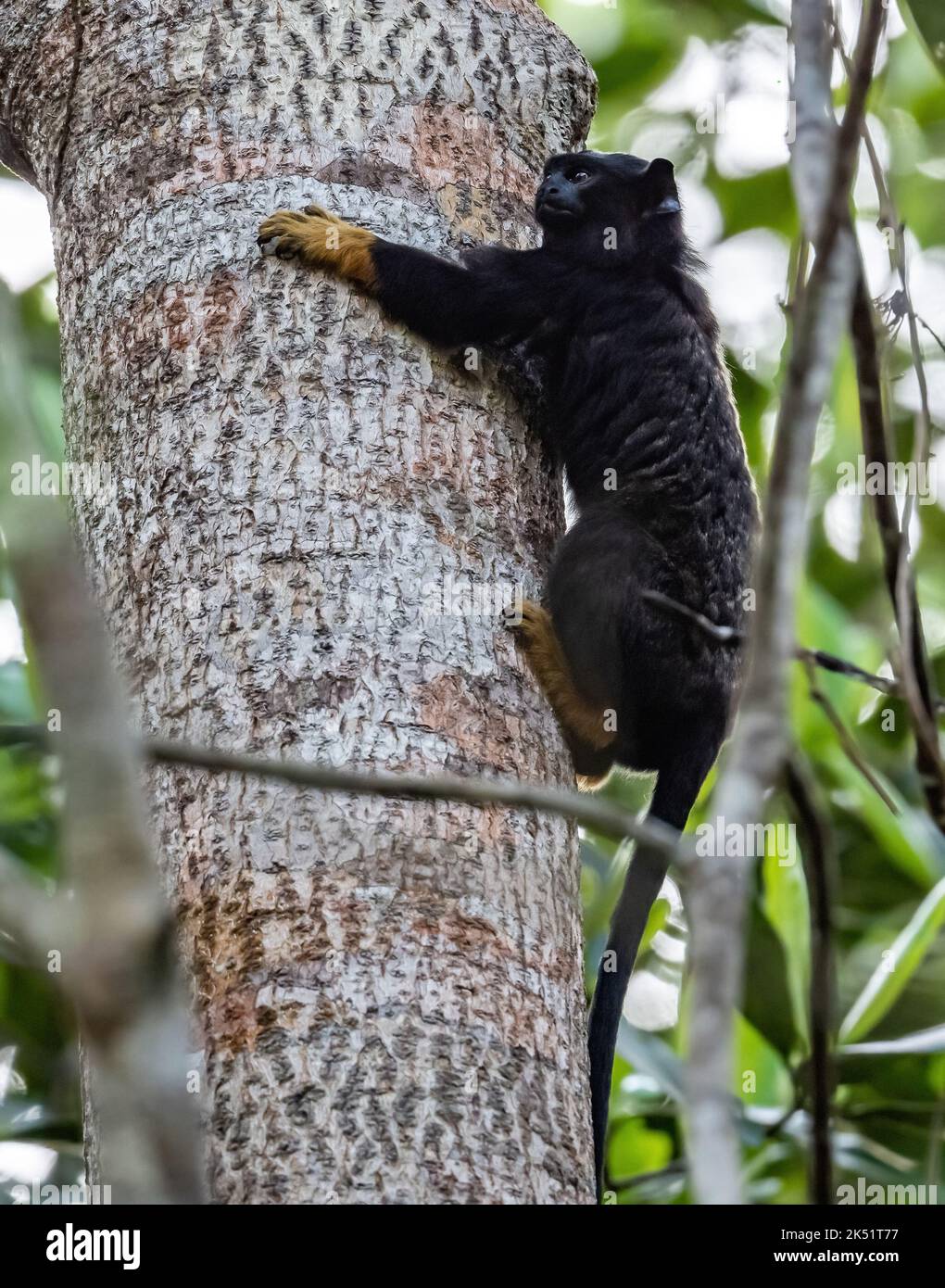 A wild Red-handed Tamarin (Saguinus midas) in tropical forest. Amazonas ...