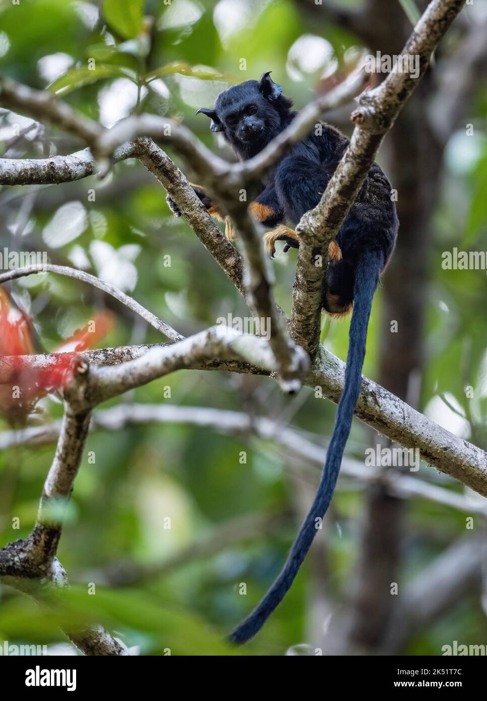 A wild Red-handed Tamarin (Saguinus midas) in tropical forest. Amazonas ...